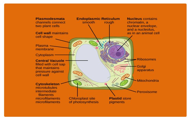 Macam Macam Organel Sel Tumbuhan dan Fungsinya - Cuntorio