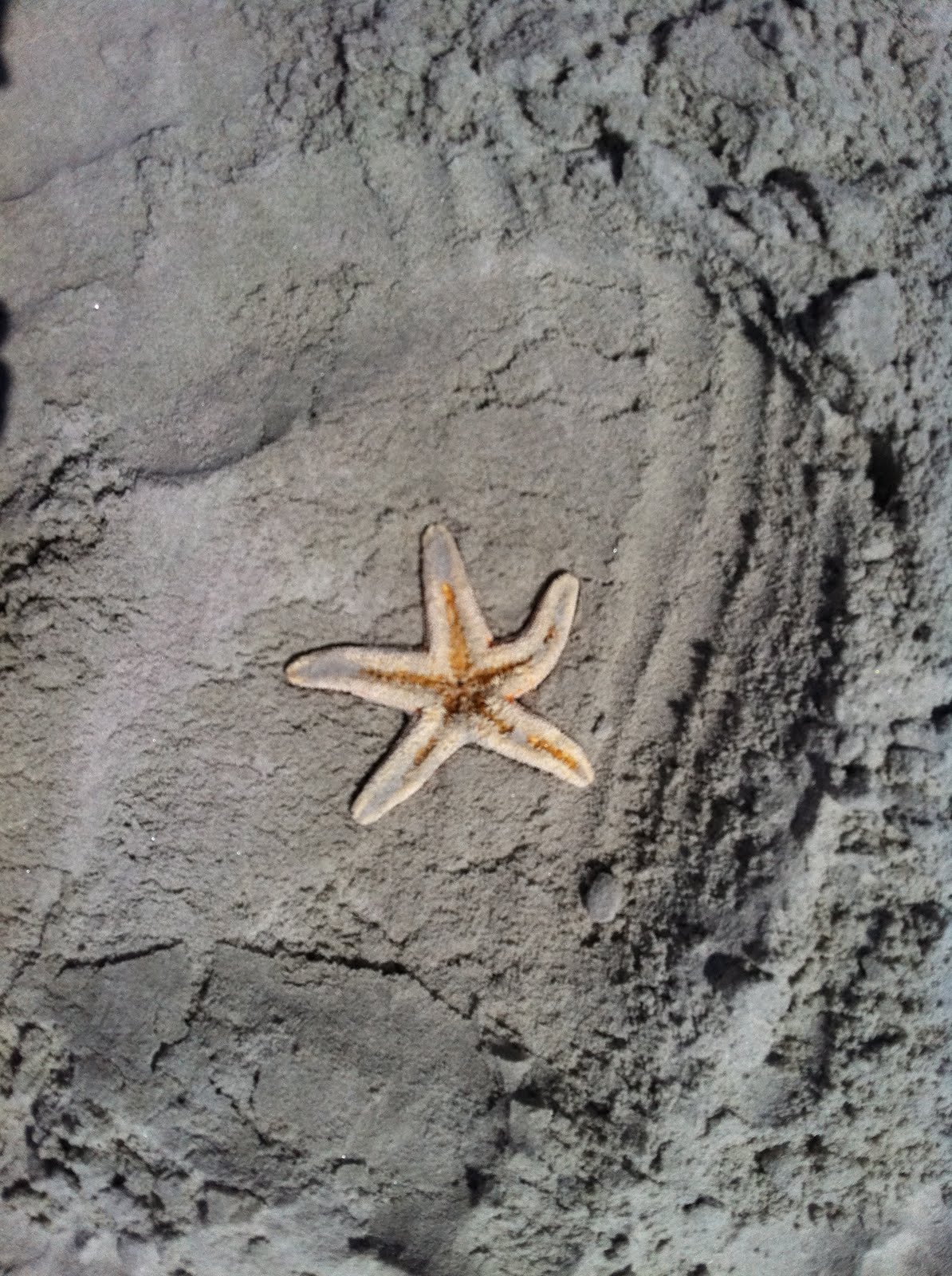 Red Heads Craft More Fun: Sea Shell Plaster Mold