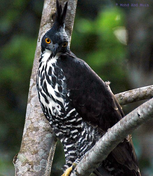 Elang Gunung - Dunia Elang