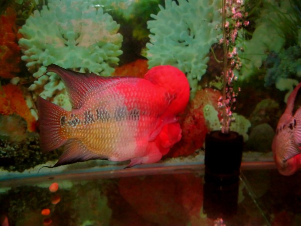 Flowerhorn The Hybrid Cichlids: Super Red Dragon