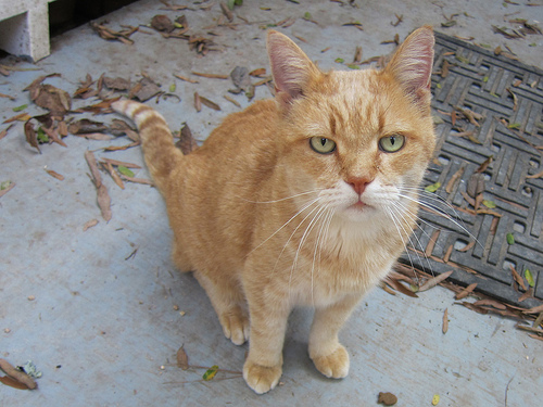 Cat of the Week: Chino - Goathouse Refuge