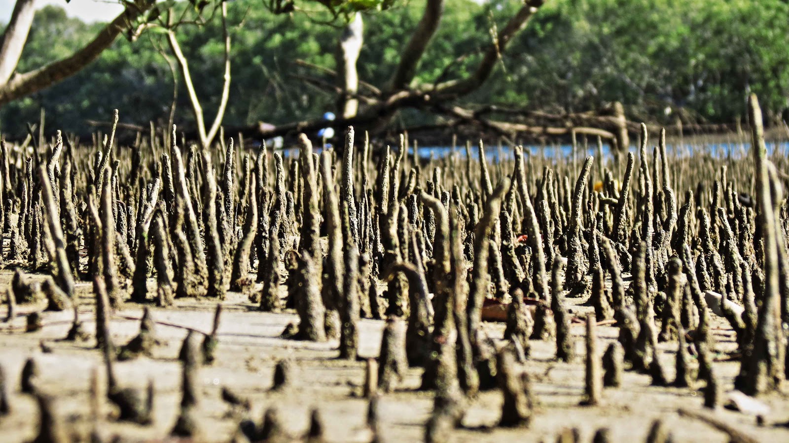 Discovery Safari with Mr. K.: THE UGLY MANGROVE - a tree??