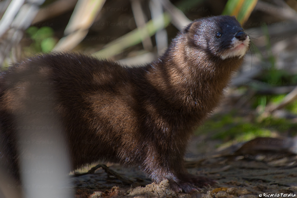 Ricardo Peralta. Fotógrafo de Naturaleza: Visón europeo (Mustela lutreola)