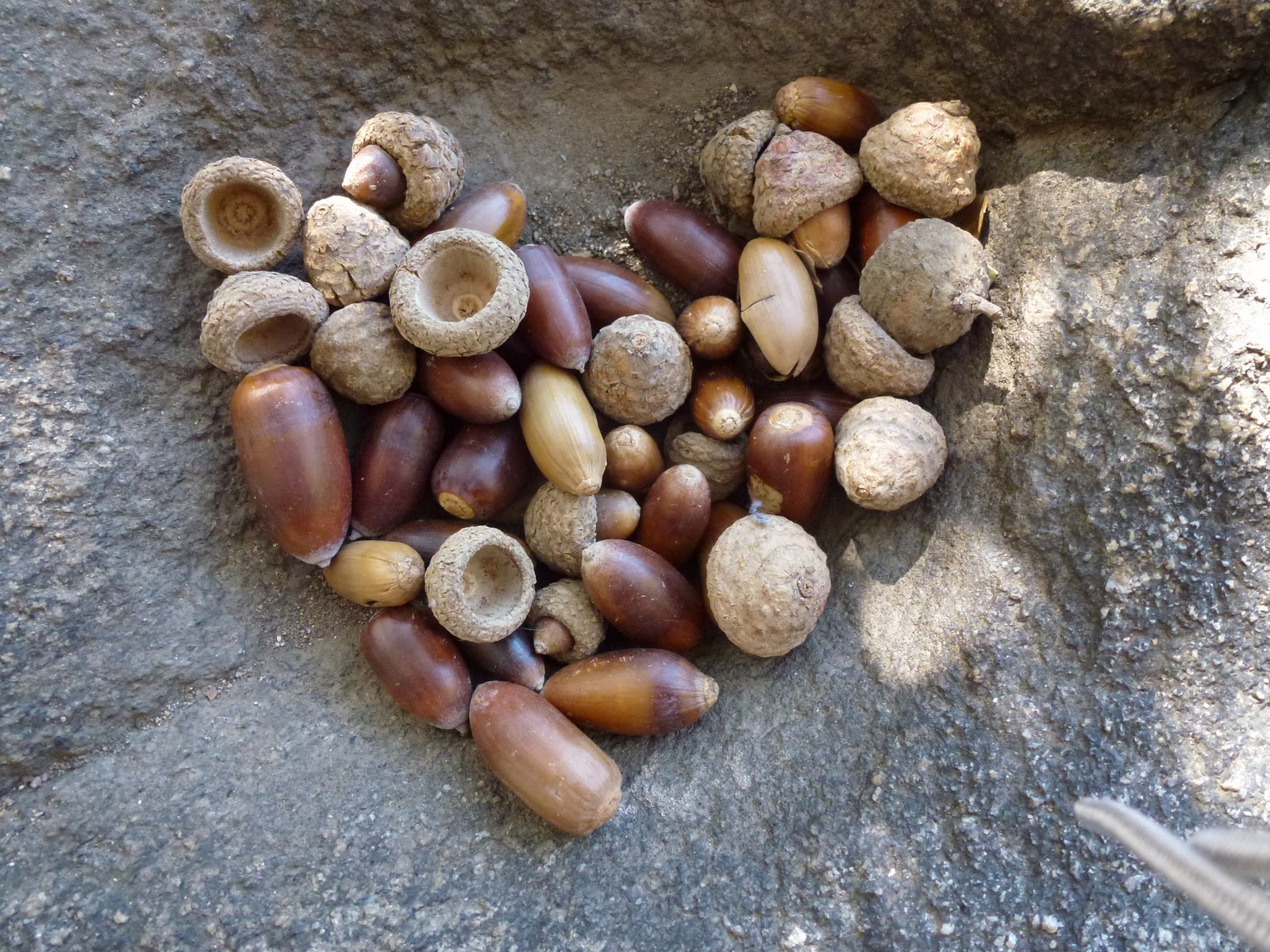 Wild Harvests: Palomar and Beyond- a nutty day