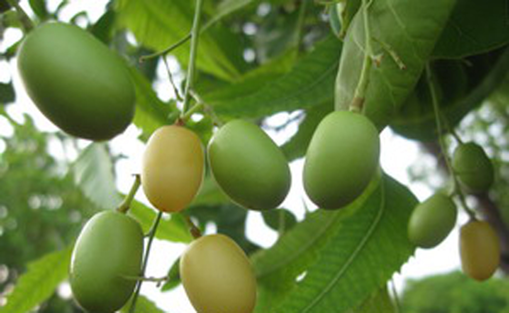 Kreasi Usaha: Azadirachta indica A. Juss (Mimba) sebagai Bahan ...