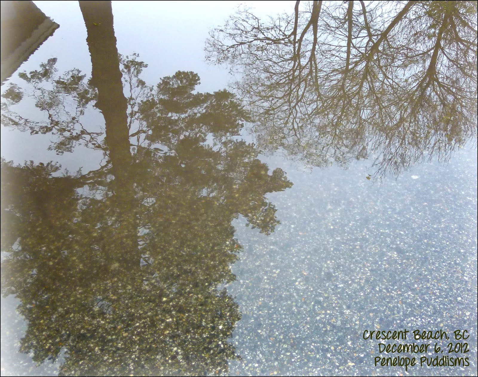 Musings of A Puddlist In B.C.: The Secret World Of Puddles