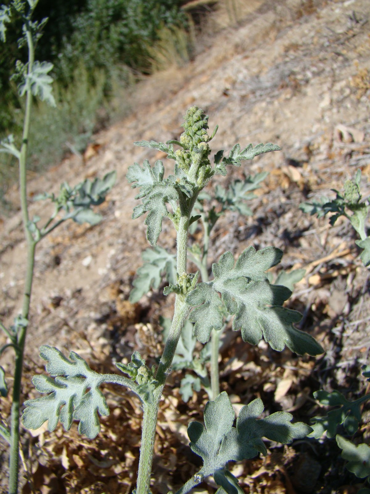 Leaves of Plants: Ambrosia artemisiifolia