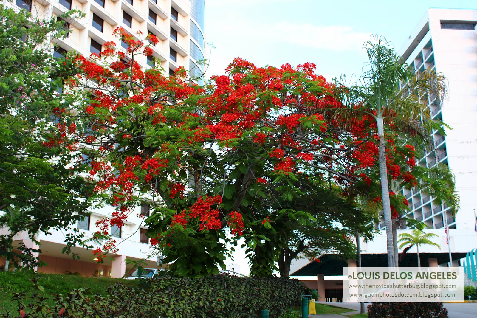 The Novice Shutterbug: Model: Fire tree and other trees