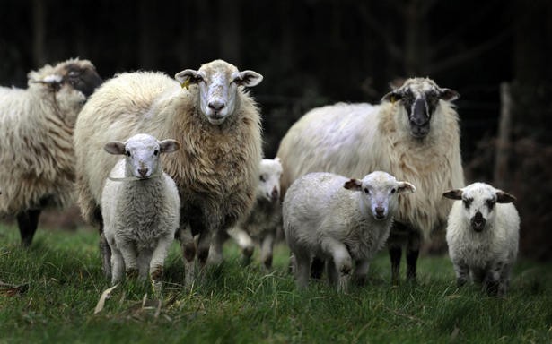 El cuaderno de Luis: Ovejas geniales