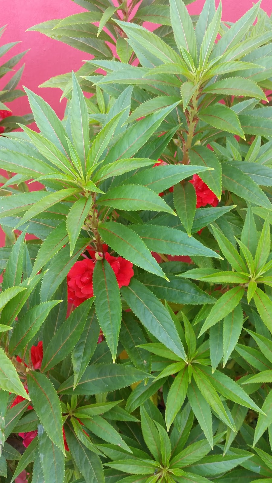 Warisan Petani: WW 30 : Bunga Keembong