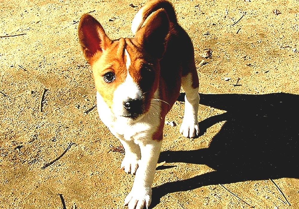 Basenji - African Barkless Dog