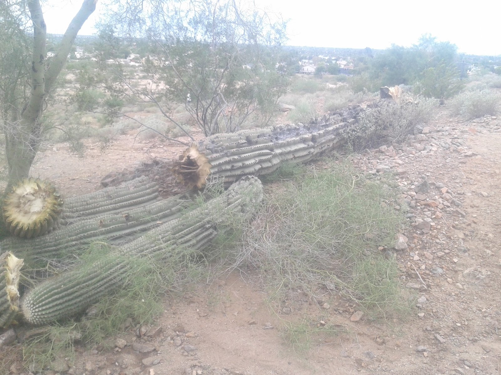 Buffalo Ridge Disc Golf Course
