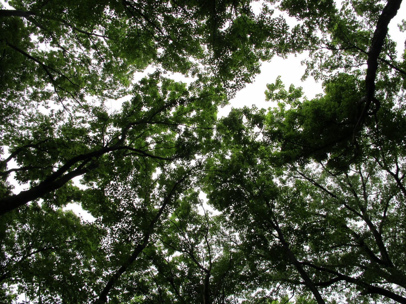 Blue Jay Barrens: Fallen Trees and Browse Lines