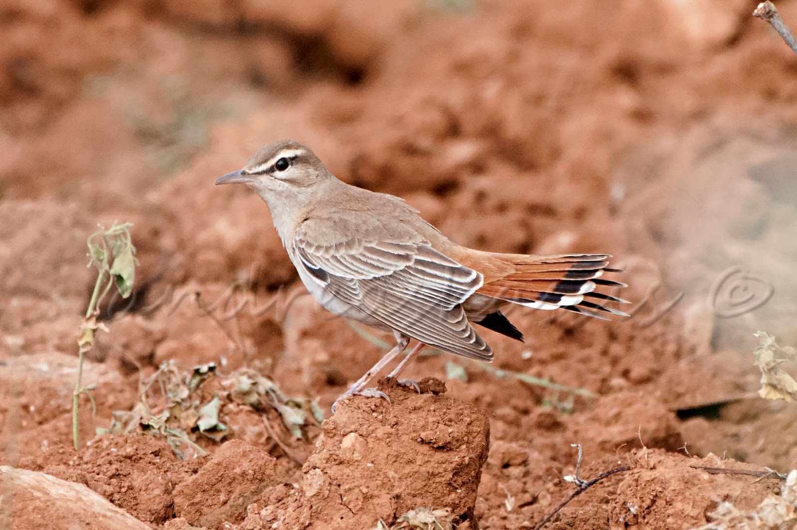 NATURAL WORLD : Κουφαηδόνι-Rufous tailed Scrub Robin-Cercotrichas ...