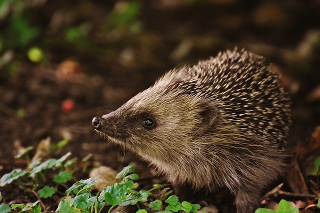 9 Interesting facts about hedgehogs | Facts About All
