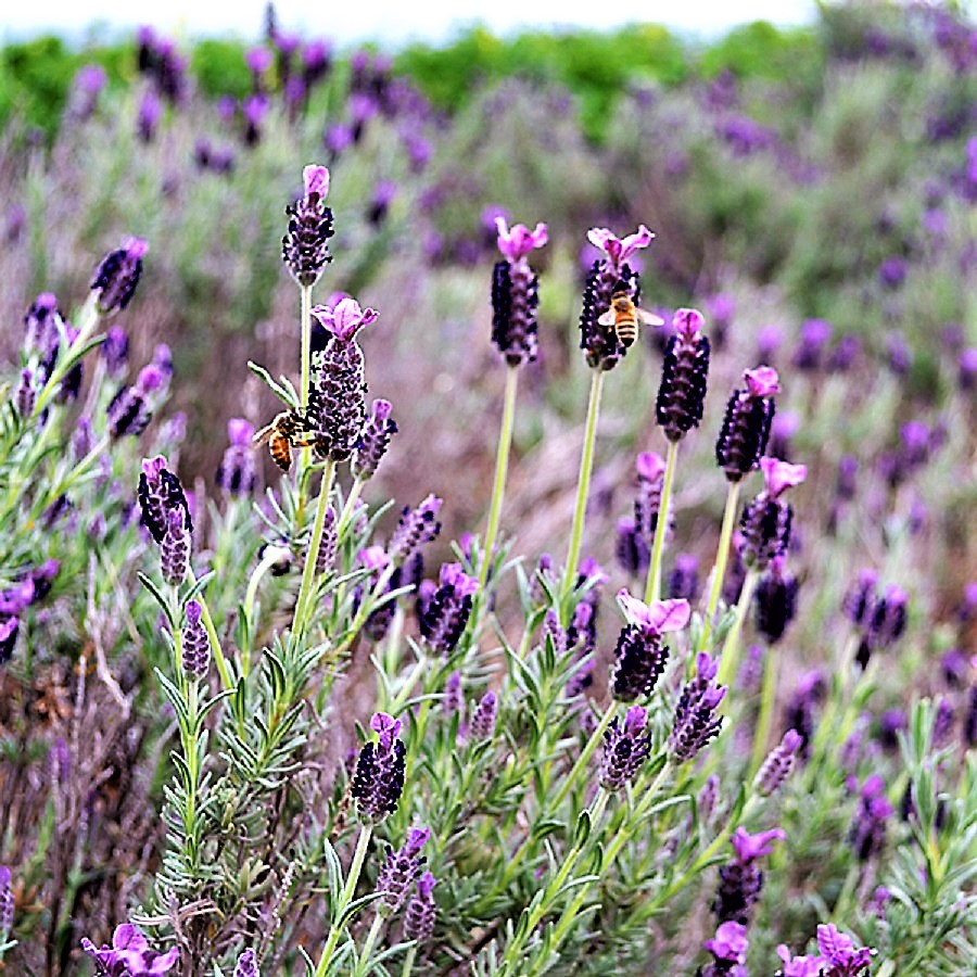 Plants & Gardens in Colonial & Early America: Plants in Early American ...