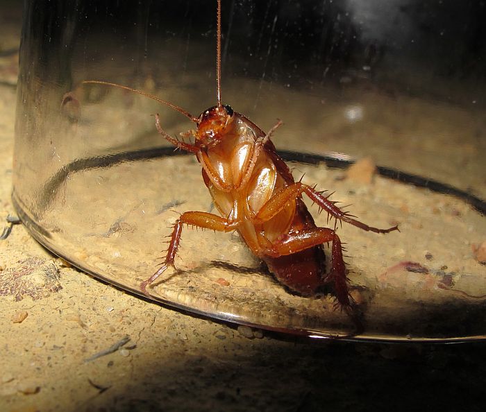Esperance Fauna: Blue-rump Cockroach - Melanozosteria sp.