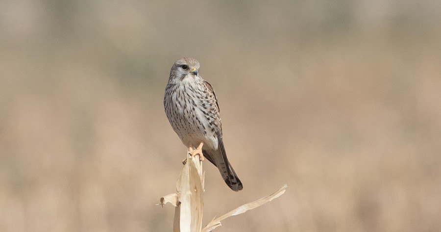 Birds of Saudi Arabia: Winter birding - Haradh