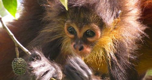 Ancient Maya Life: Monkeys in the Ancient Maya Civilization