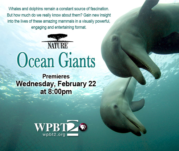Southwest Florida Shoreline Studies: Ocean Giants