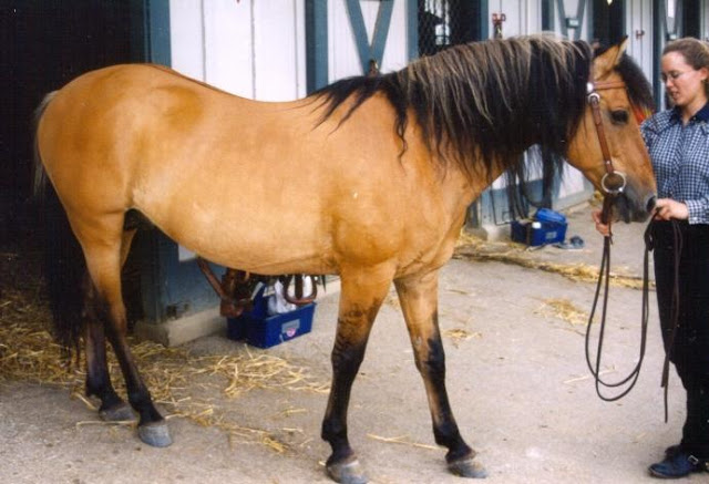 From The Horses Mouth: How to tell a Dun from a Buckskin - Equine ...