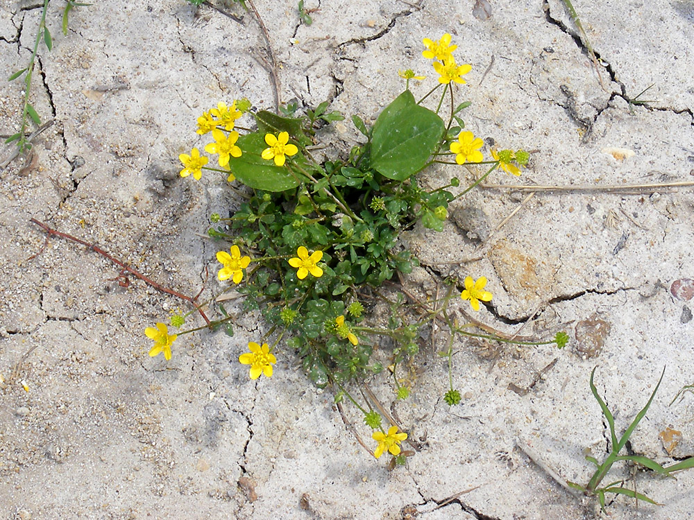 Loire Valley Nature: Hairy Buttercup Ranunculus sardous