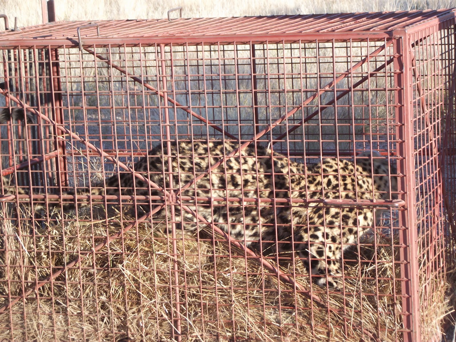 Carnivore Conservation Research Update: The Release of a Lifetime