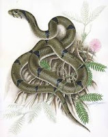 Snakes in Sri lanka : The Common Kukuri Snake (Oligodon arnensis)