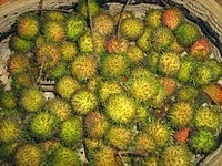 Caraka Purwo Wibisono: Mengenal manfaat dan khasiat buah rambutan aceh ...