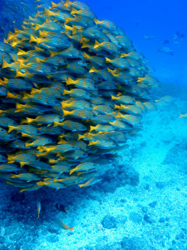 Biology 10: Topic 12a: Fish (Class Pisces)