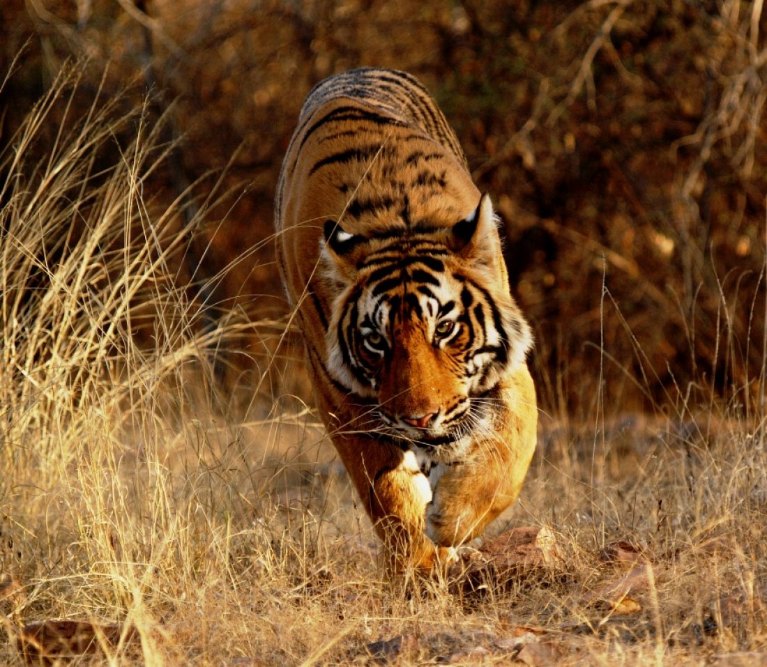 Yesha Bhatt's blog: ‘The Tiger Smiled’ - by James Edward ‘Jim’ Corbett