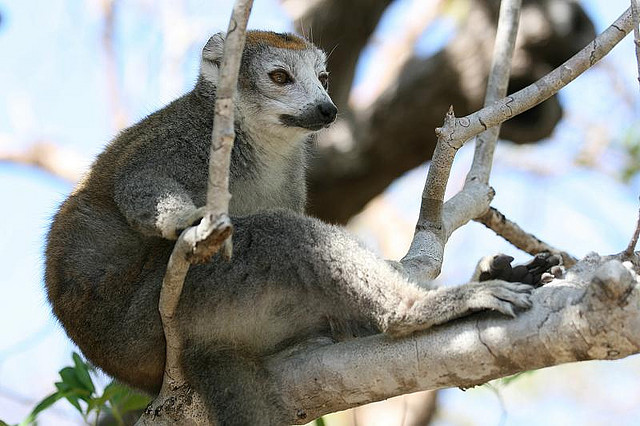 Planet Lemur: 10 Beautiful Little-Known Species | The Ark In Space