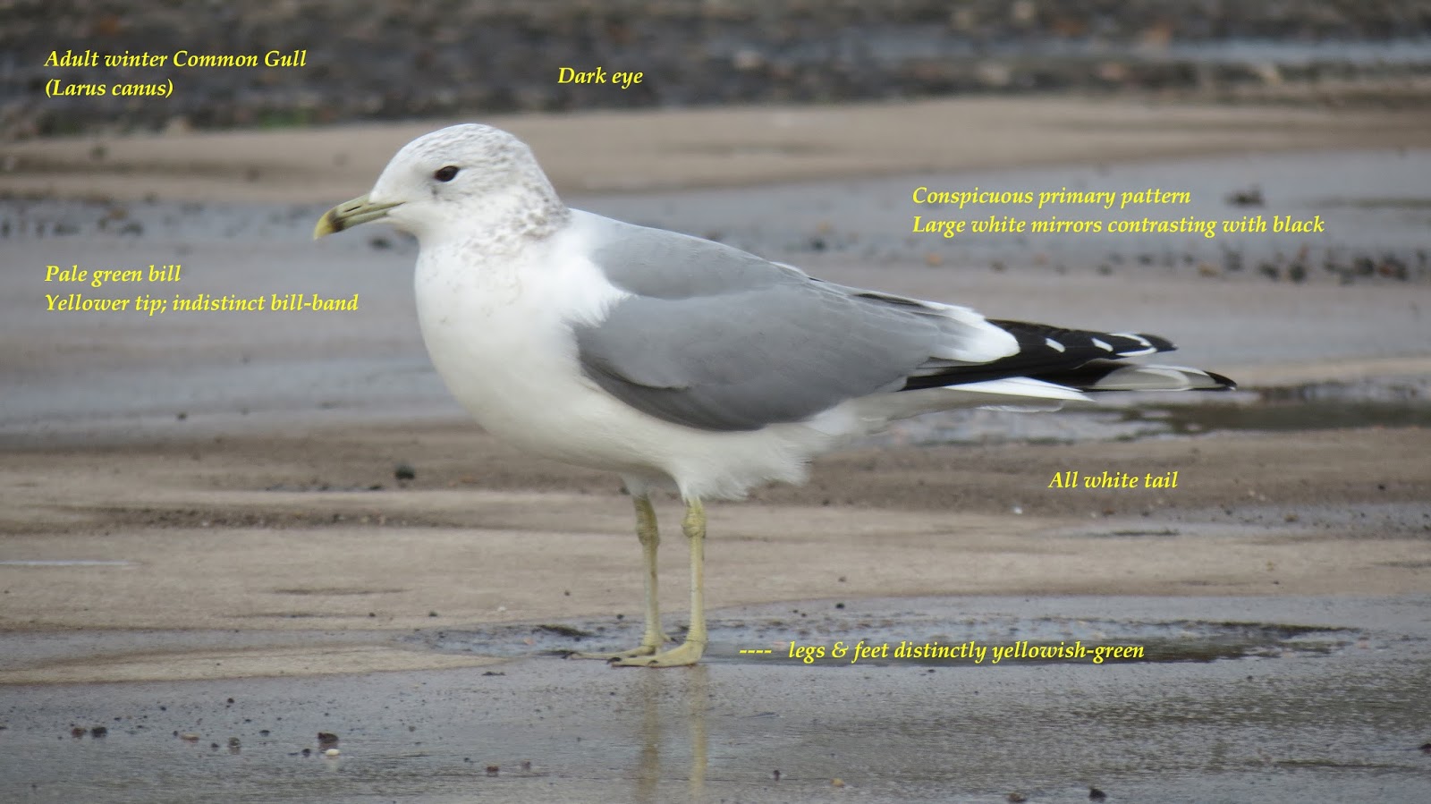 BRITISH BIRDING ASSOCIATION: BIRD IDENTIFICATION