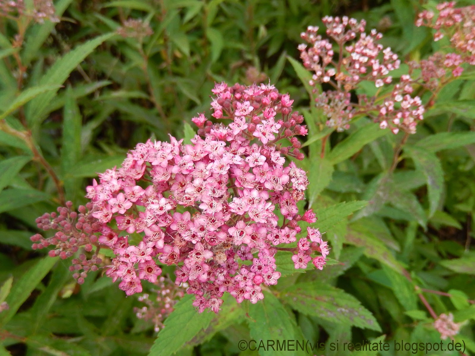 Între vis si realitate 2: Miercurea fara cuvinte (27) - Flori de câmp