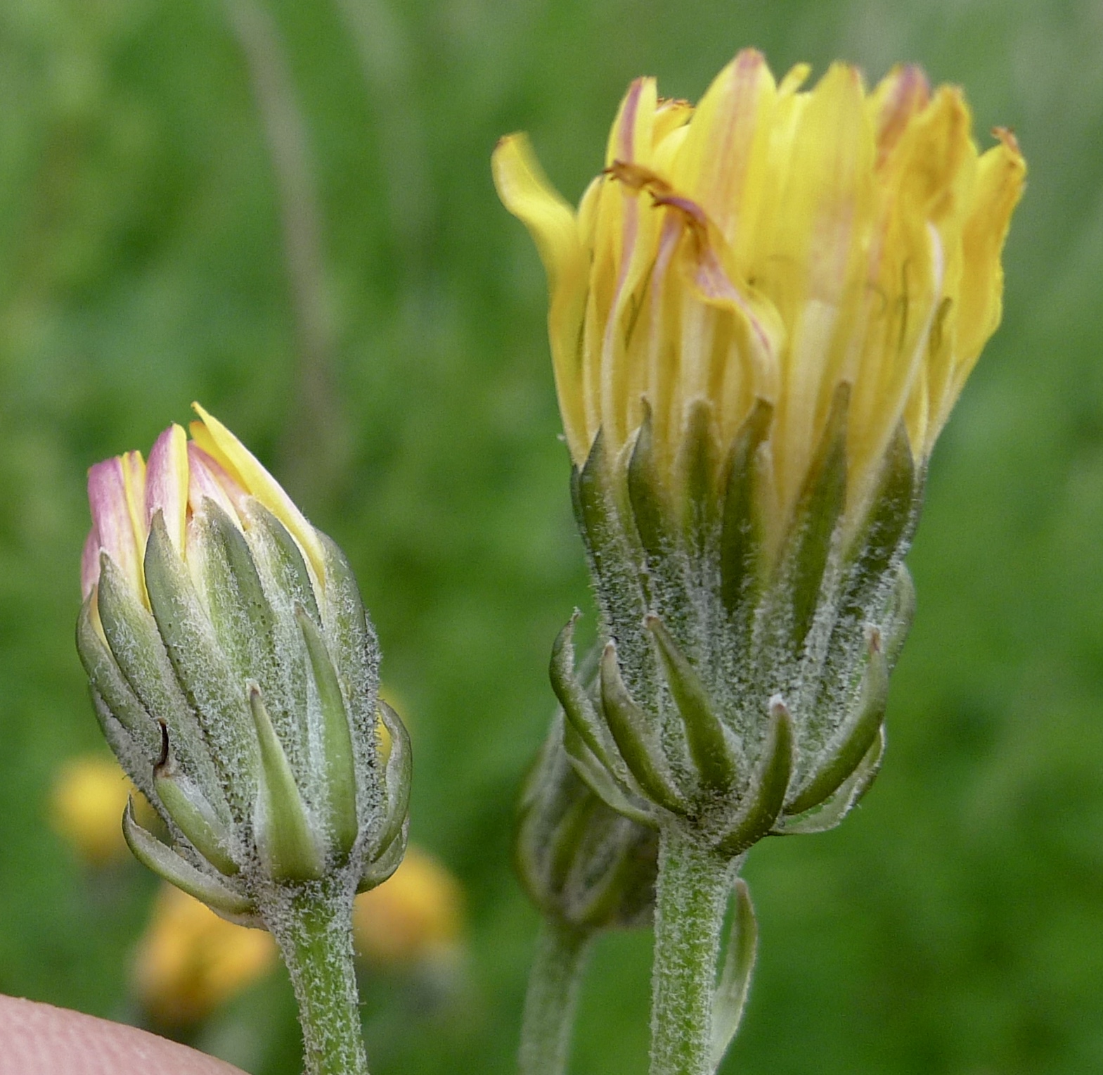 Violets and others: Hawksbeards ( Crepis capillaris, Crepis vesicaria ...