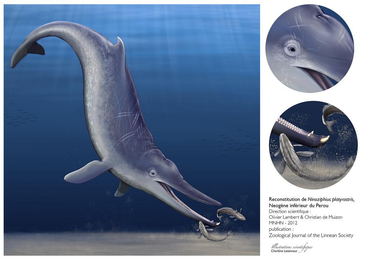 Species New to Science: [PaleoMammalogy • 2013] The Most Basal Beaked ...