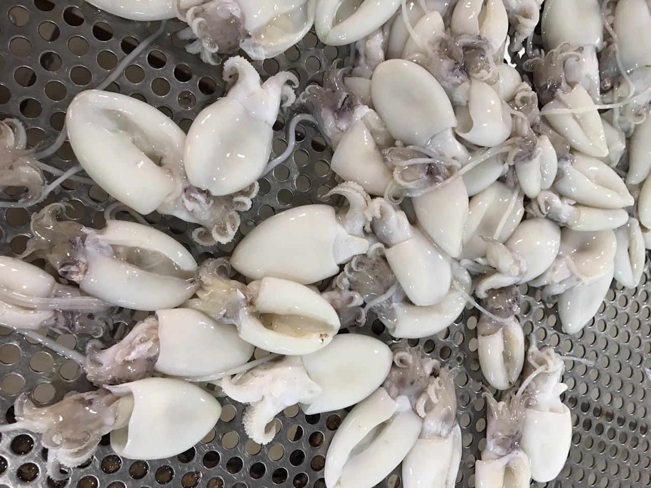 BABY CUTTLEFISH - VIETSEAFOOD CO.,LTD