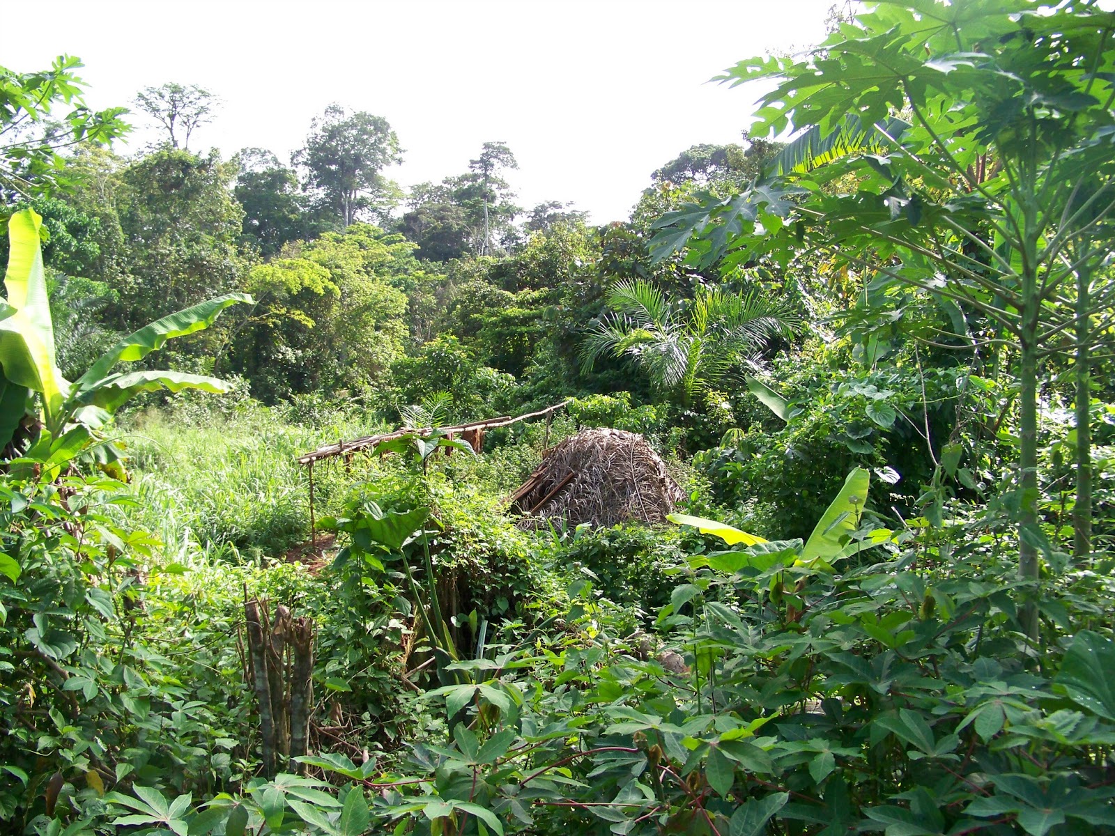 Our Mission experiences from Canada into Cameroon ...: The Remarkable ...