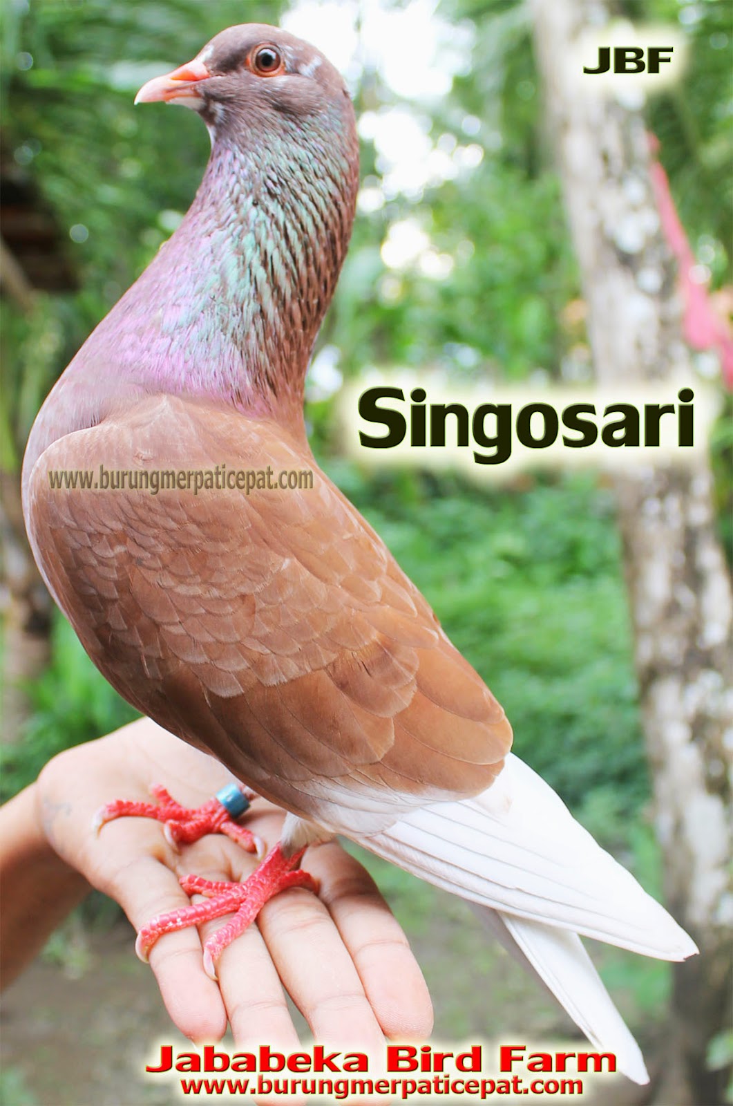 085228600358 / 085329515425 Jual Merpati Berkwalitas dari Kota Kebumen