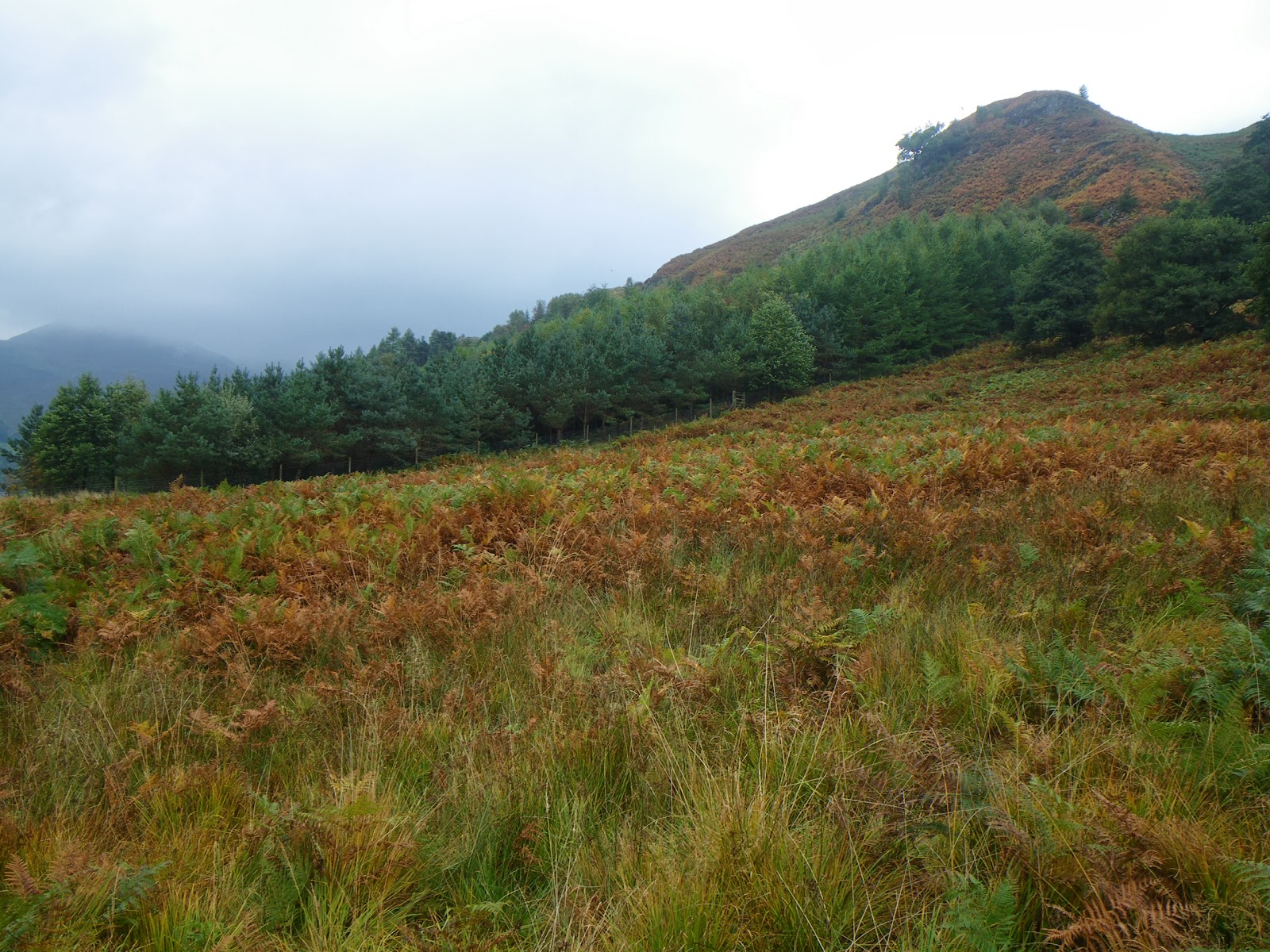 Central and East Lakes Rangers: Trees + Cows = Wood Pasture