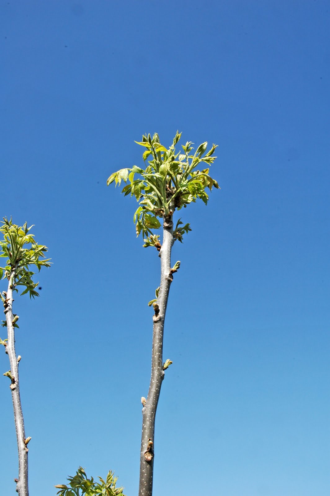 Northern Pecans: Pecan tree growth patterns