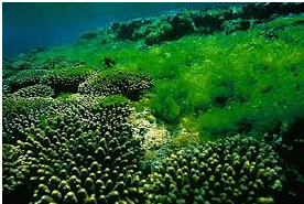 What is an ALGAE ? | MEDICAL TODAY