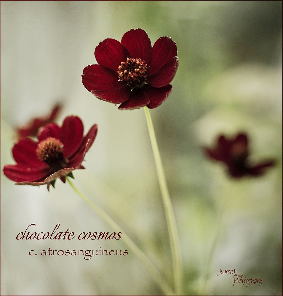 ju-north: Chocolate cosmos