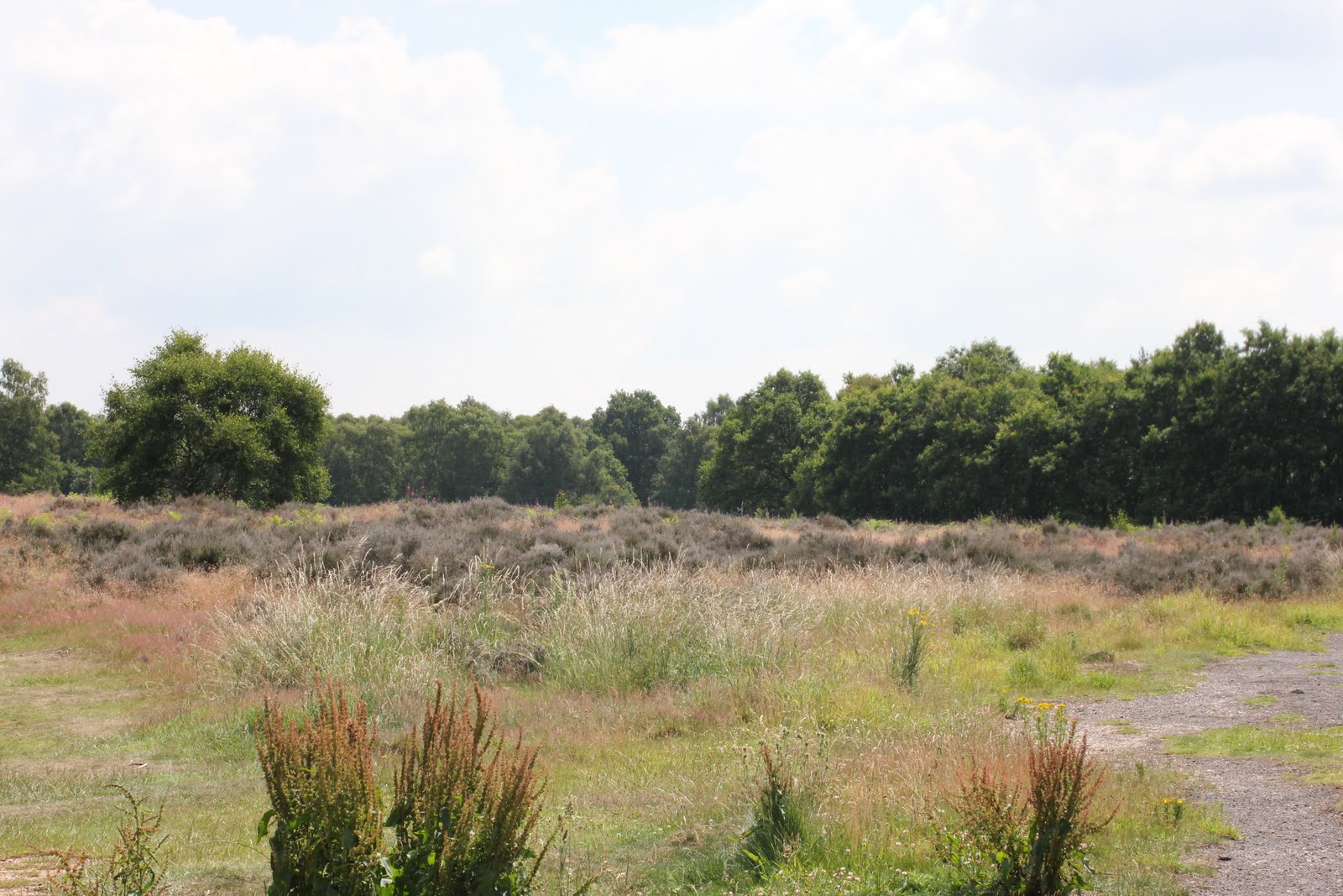 Wolvobirder's Nature Blog: July 2011