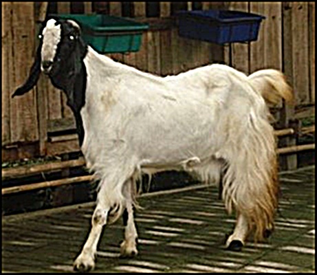 8 Jenis-Jenis Kambing Populer Dibudidayakan Di Indonesia ...