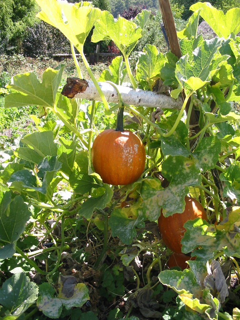 One Acre Farm: There's Pumpkins in the Air