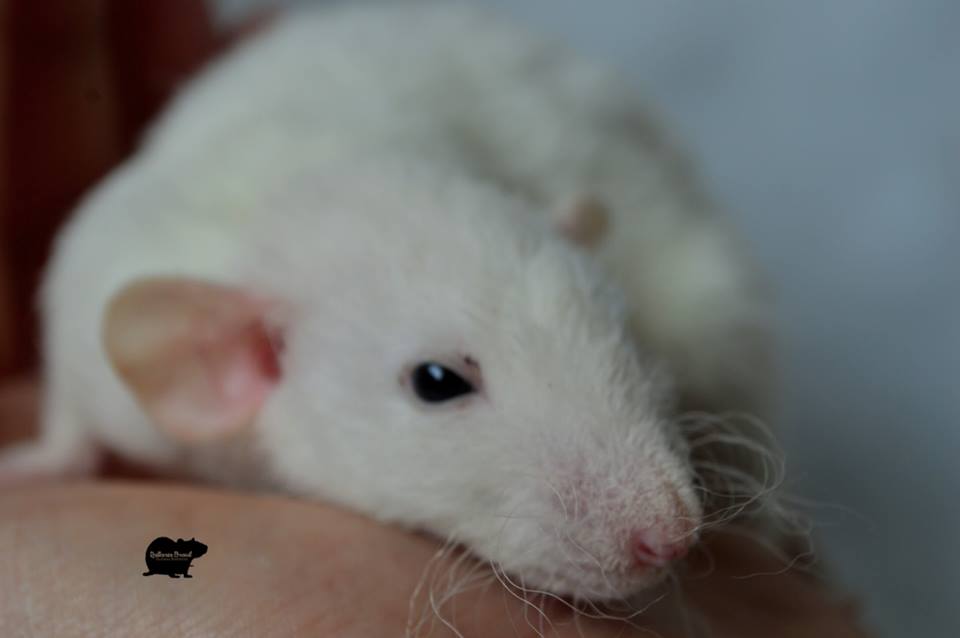 Rattaria Brasil (Oficial) : Twister, dumbo, mercol, Rattus Norvegicus ...