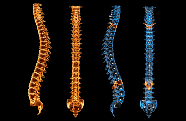 Anatomia da Coluna Vertebral - Faça Fisioterapia