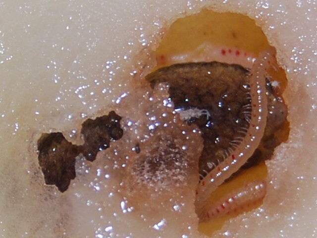 SLUG AND BLIGHT RESISTANT POTATO VARIETIES |The Garden of Eaden