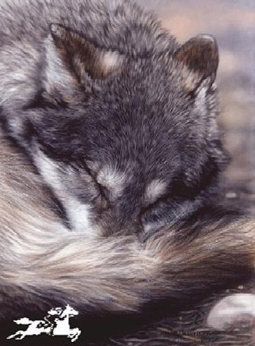 White Wolf : Lesley Harrison - Wildlife artist in Pastels